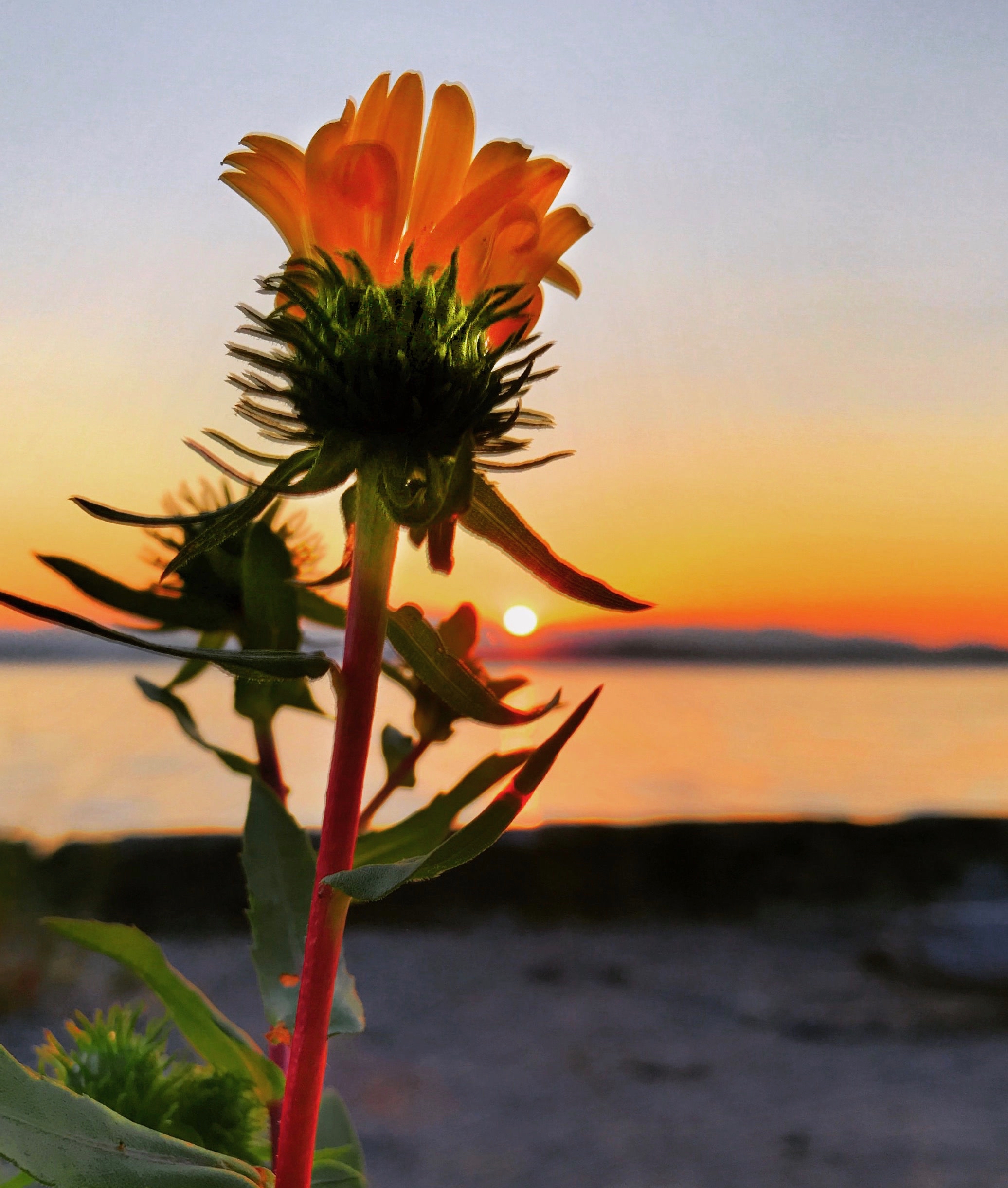 Sunset of the week 8-27-18 | Westside Seattle